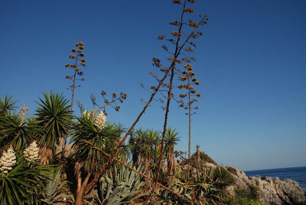 Beaches - Cortijos Rey Fini